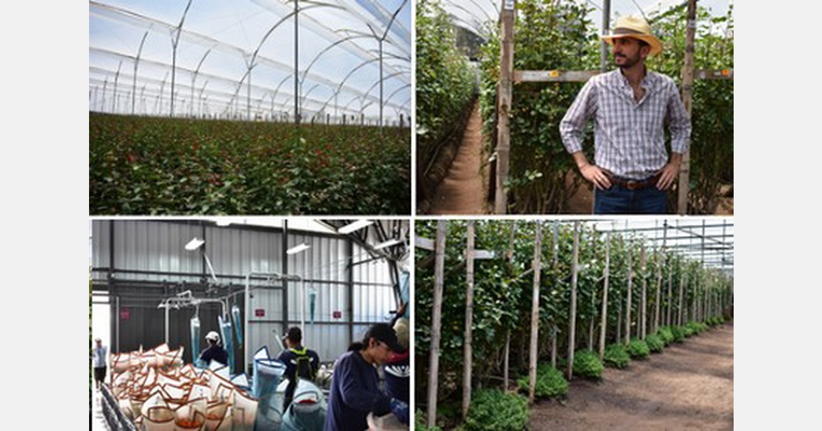A visit to Ecuador's largest rose farm