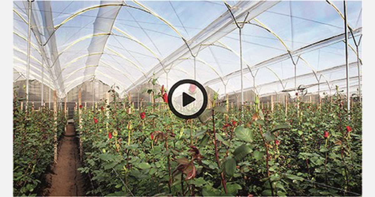 Video: Experience Ecuador's largest rose farm