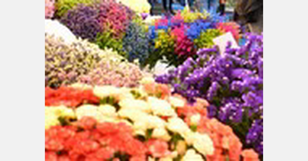 Flower breeder and seed producer seeking investor/partner