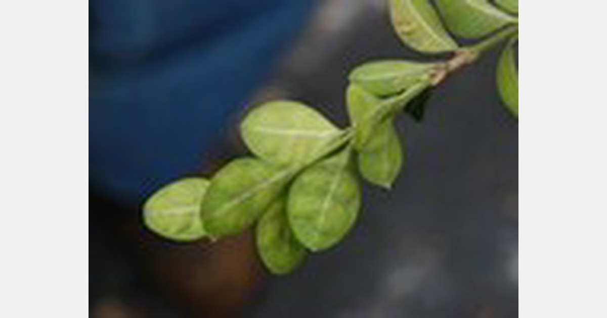 Saunders Brothers introducing a new concept in boxwood