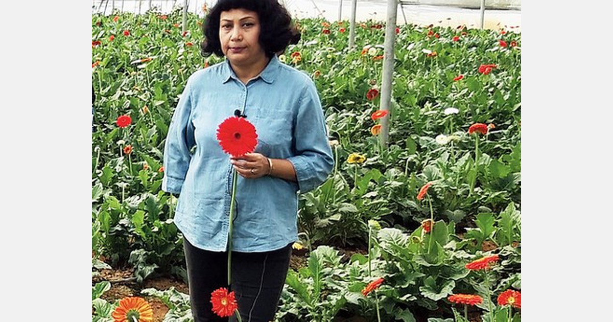 India: Jamshedpur's gerbera lady to train farmers