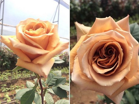 BellaRosa and Rose Connection introduce Toffee rose at IPM Essen