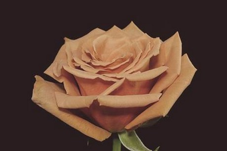 BellaRosa and Rose Connection introduce Toffee rose at IPM Essen