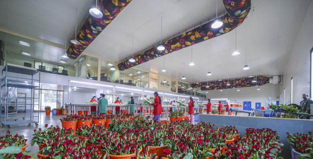 India: Soex Flora working around the clock for Valentine's Day