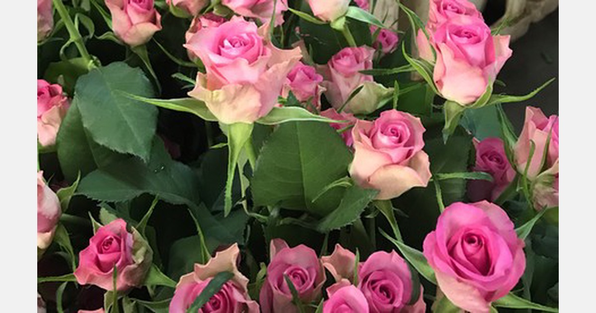 Fairtrade launches project to empower Ethiopian women flower workers