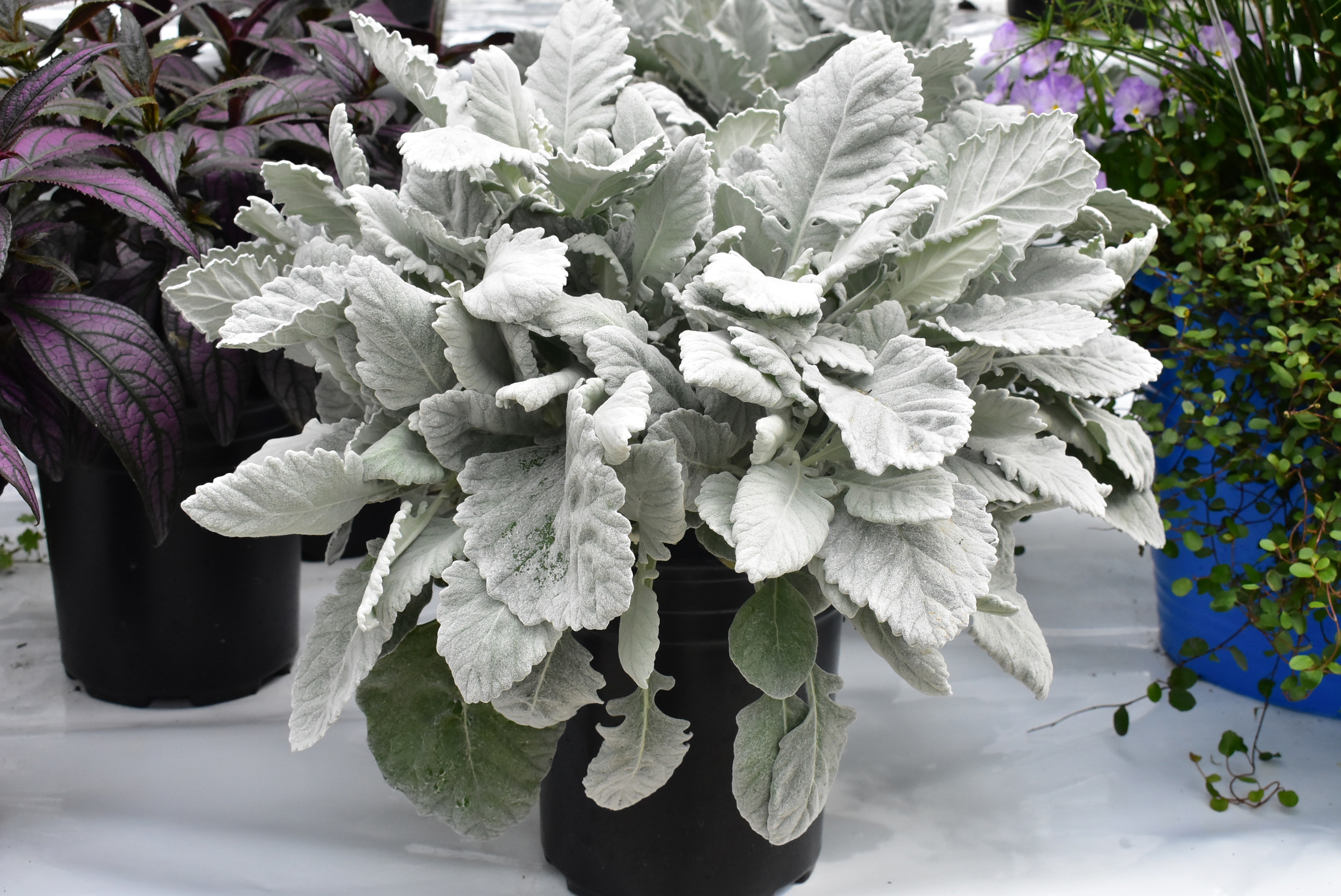 CAST: What you've missed at Greenfuse Botanicals and Suncrest