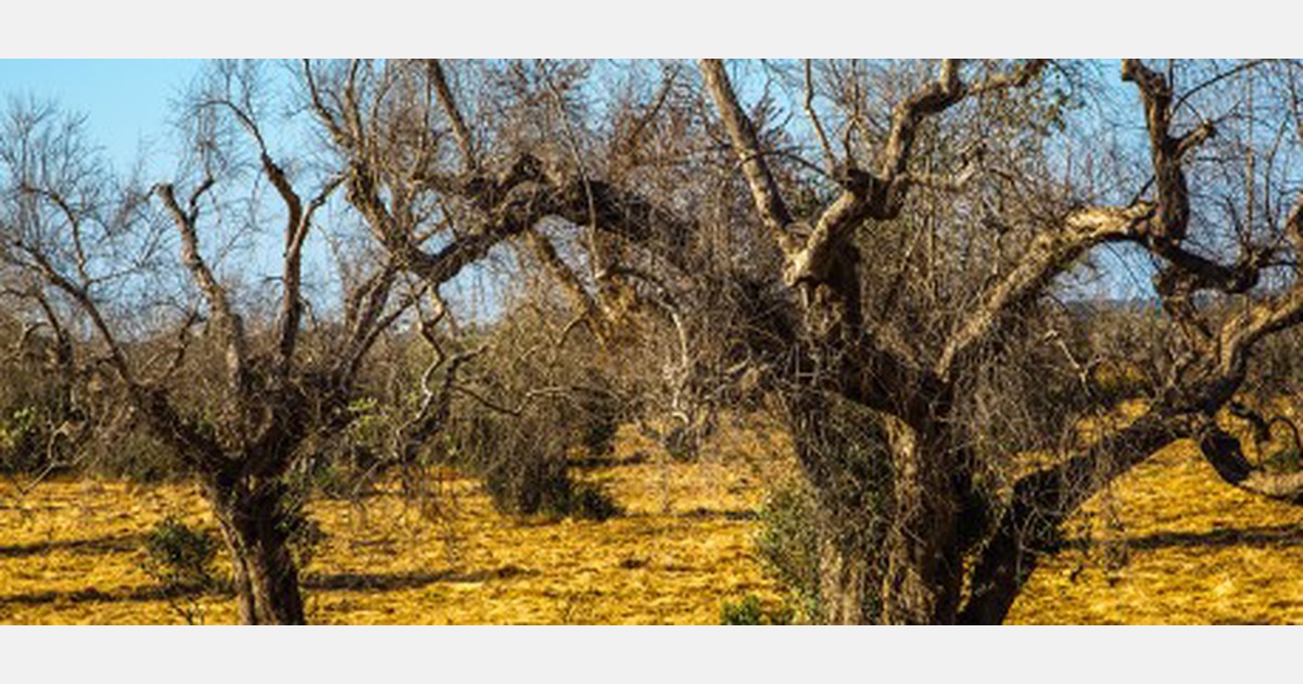 Xylella update: still no cure, control measures crucial