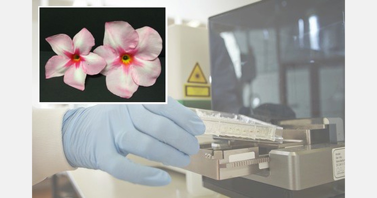 Ploidy determination in plant material regarding flow cytometry