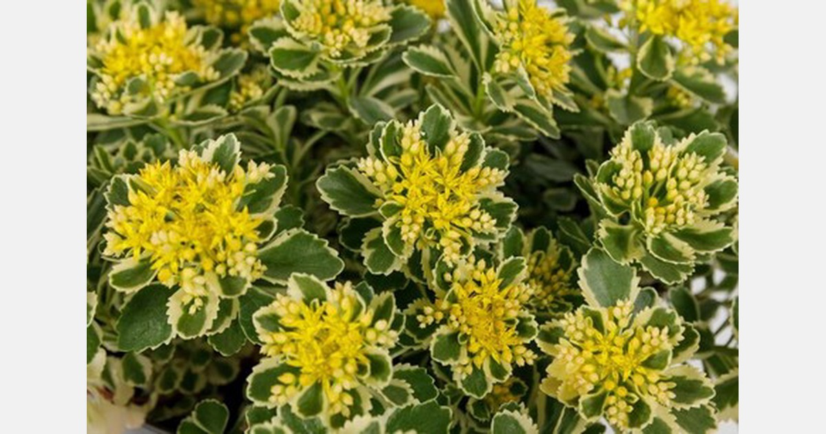 Sedum takesimense Atlantis named RHS Chelsea Plant of the Year