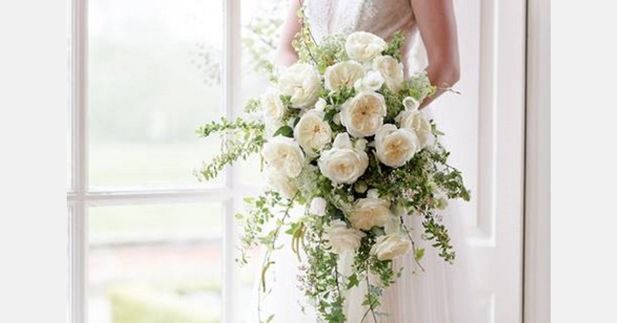 David Austin introduces wedding rose Ella