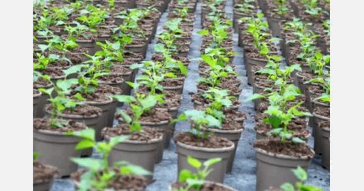 UK: The progress with recyclable pots