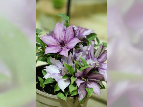 UK: Visitors vote for their favourites at the HTA National Plant Show