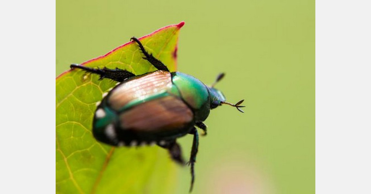 CAN (ON): Japanese beetles are in flight