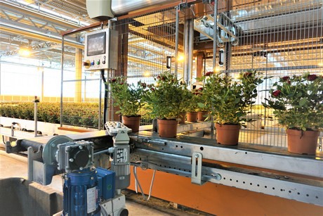 Completely automated potting system at Pligt Professionals