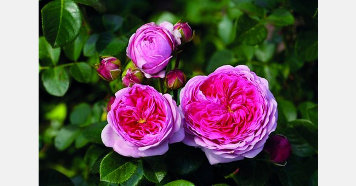 UK: Fryer’s Roses to launch new rose in memory of Dianne Oxberry