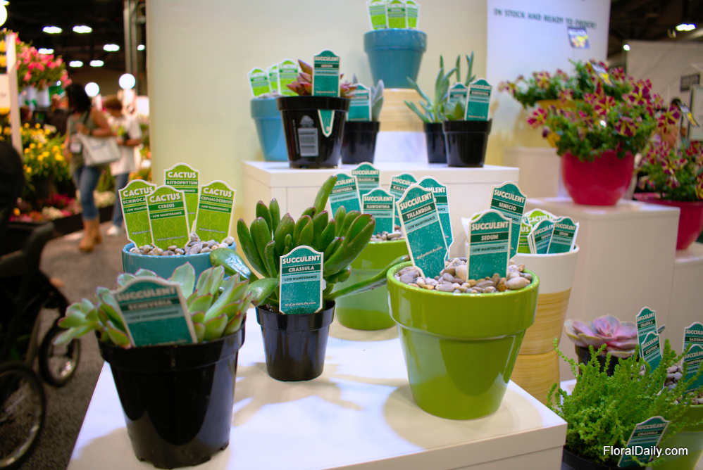 US: MasterTag taps into succulent and cacti trend with new tags