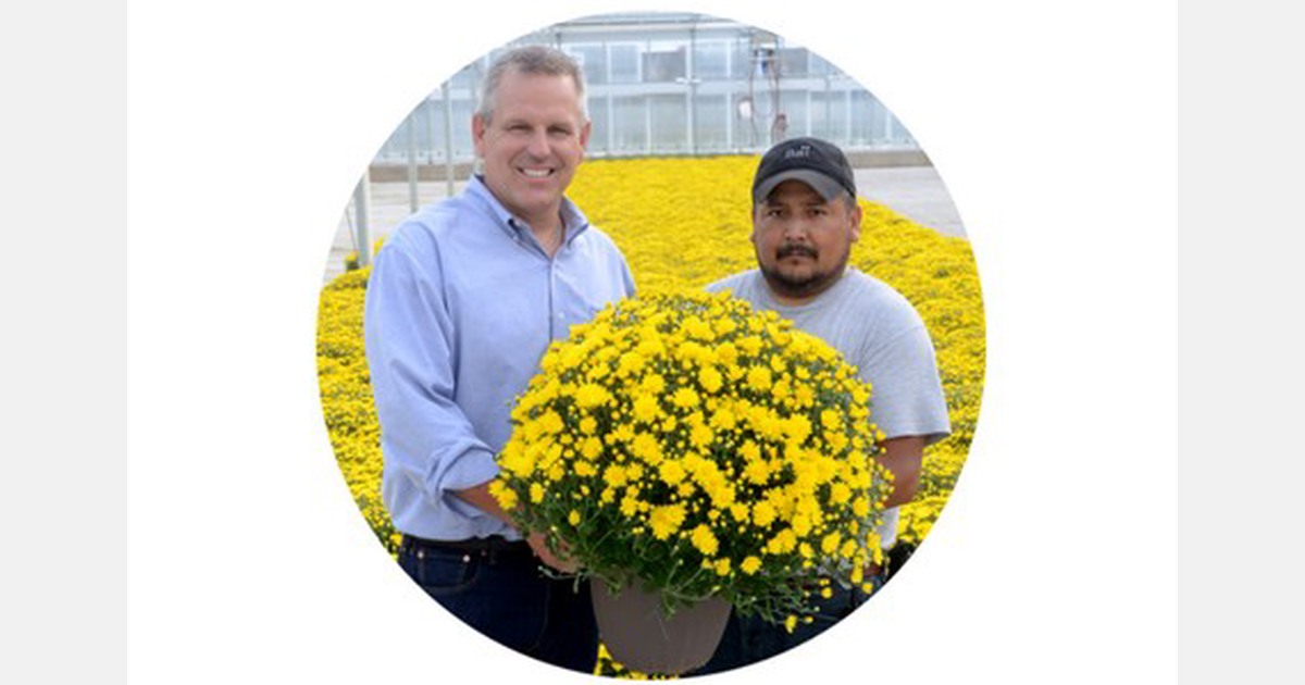 US: Ball Seed launches online resource for mum growers