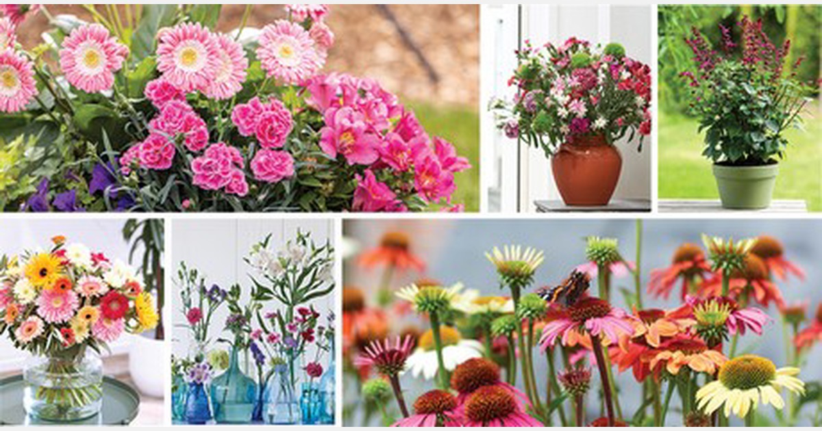 HilverdaKooij and Florist Holland continue as HilverdaFlorist