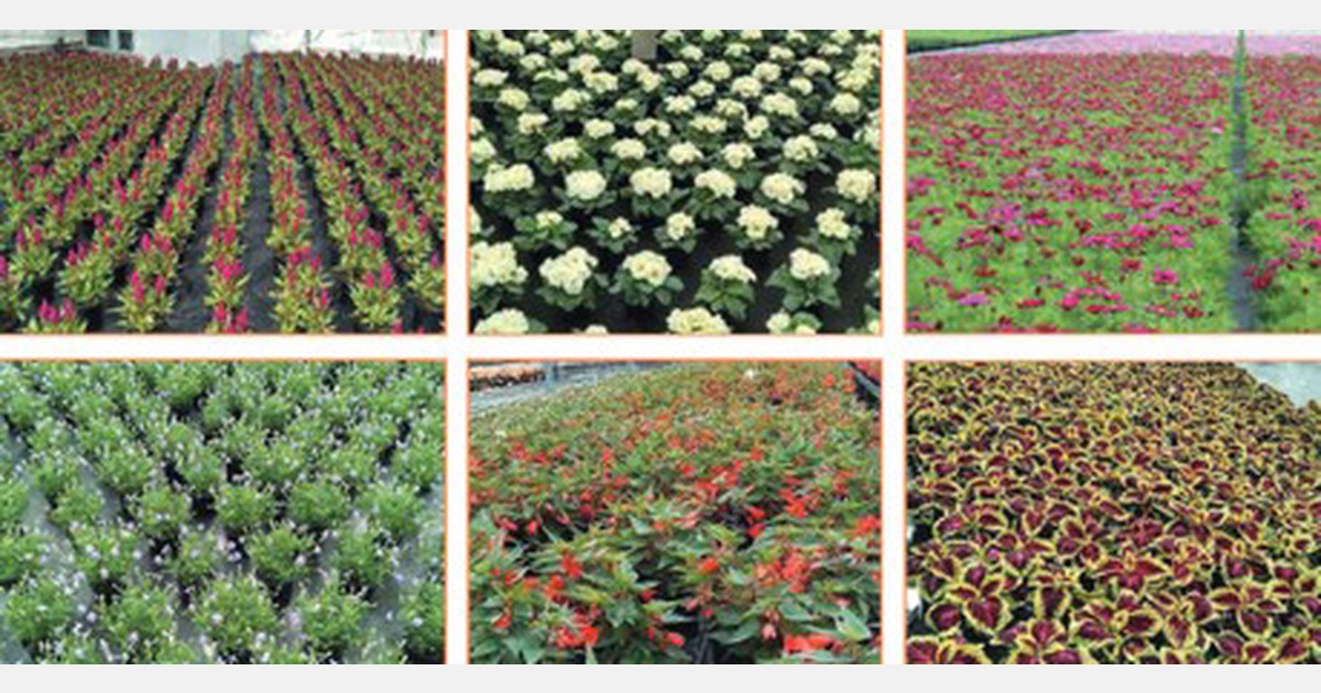 Allensmore releases Main Season 2020 catalogue