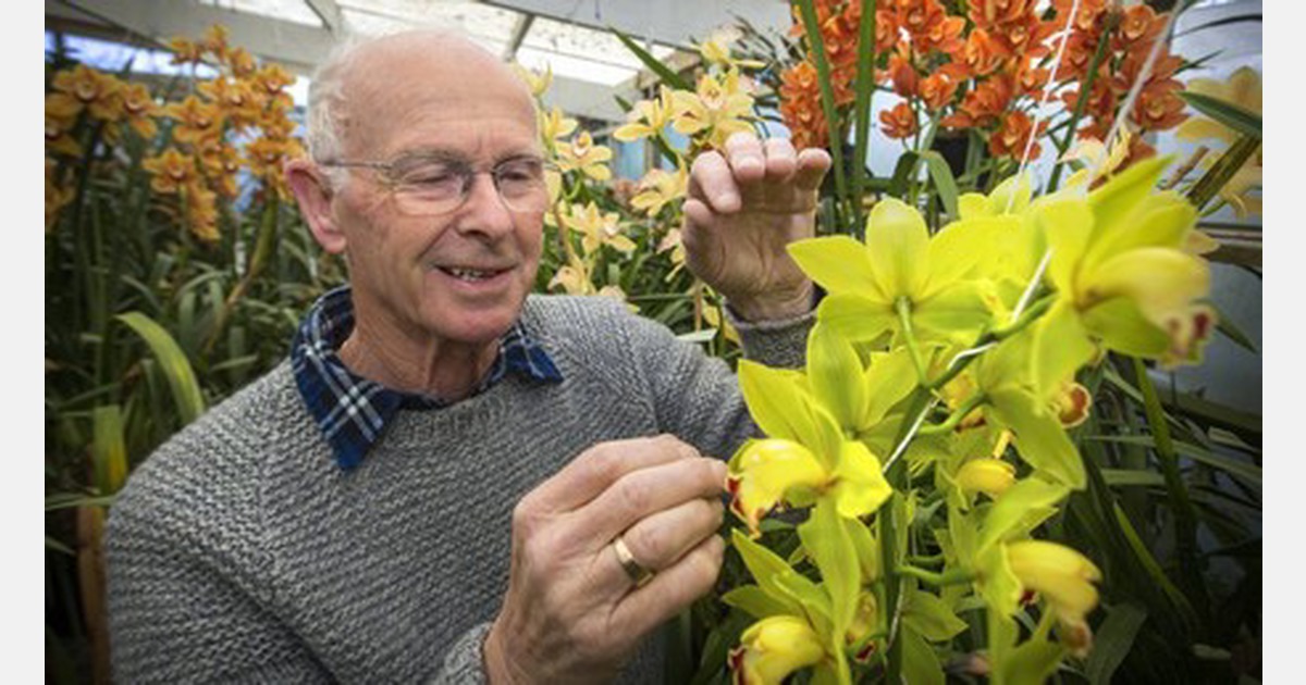 New Zealand grower shares how orchids reproduce