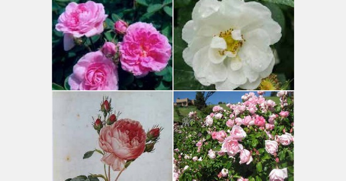 Exploring the history of roses