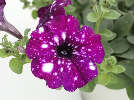 Selecta’s SKYfamily of Petunias is growing
