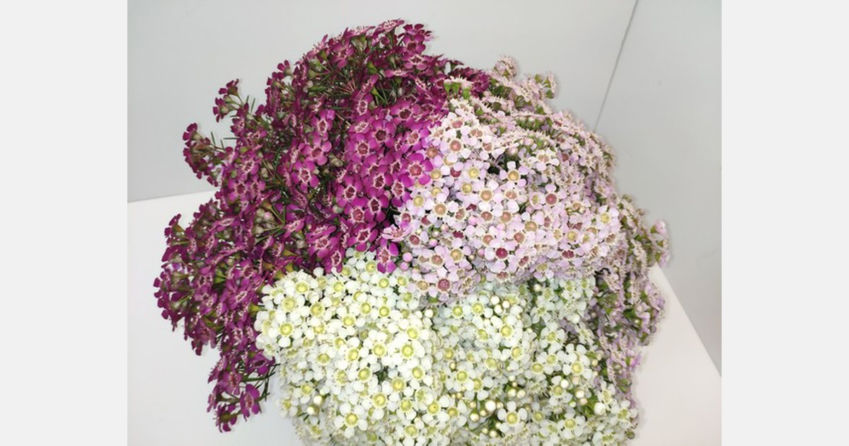 More colors added to Jupiter waxflower line