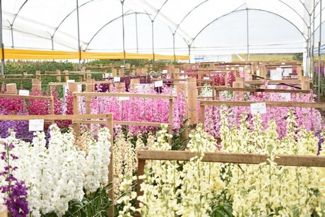 This is what goes into breeding a flower