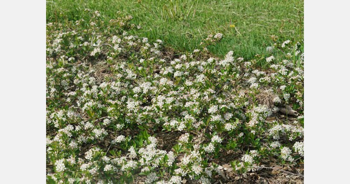 Proven Winners ColorChoice Ground Hog Aronia earns Award of Merit