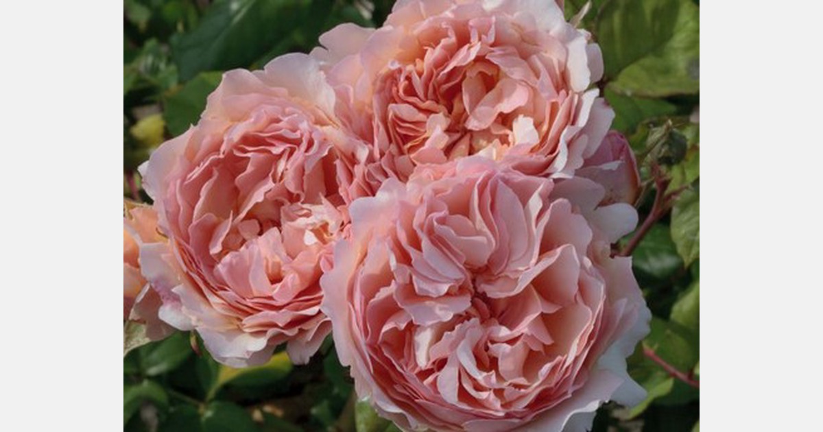 Rose breeder wins four awards from the 2020 American Garden Rose ...