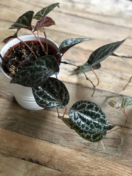 Houseplant trends for 2020, according to Mr Plant Geek
