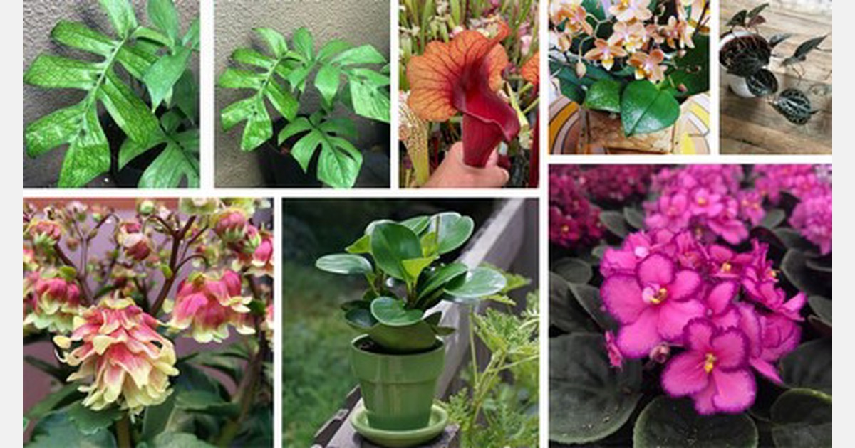 Houseplant trends for 2020, according to Mr Plant Geek