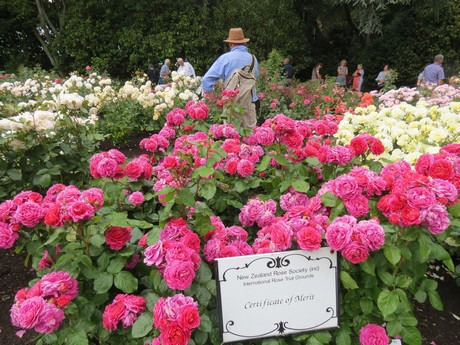 New Zealand's top roses revealed