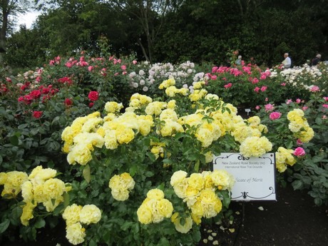 New Zealand's top roses revealed