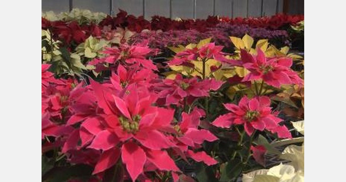 The colorful history of the poinsettia