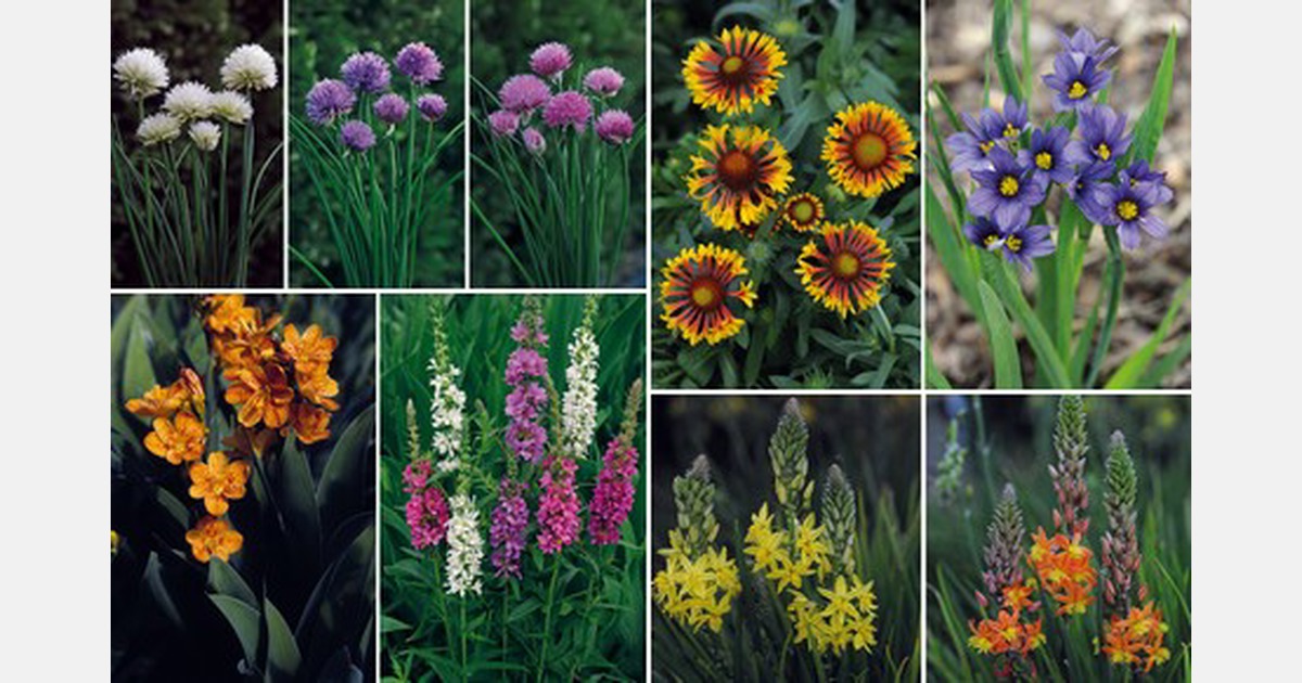 Jelitto presents 2020 range