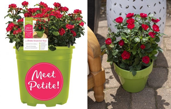 Knock Out Rose gets miniature version