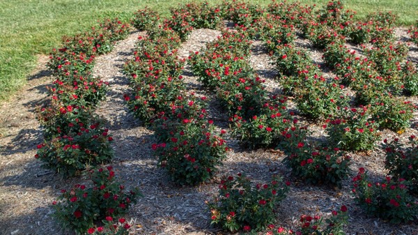 Knock Out Rose gets miniature version