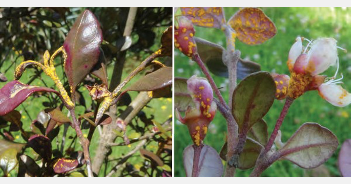 Impacts of myrtle rust in New Zealand since its arrival in 2017
