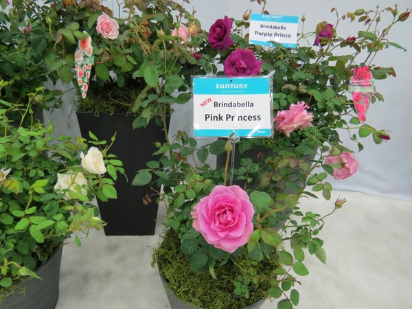 Brindabella Pink Princess debuts at MANTS