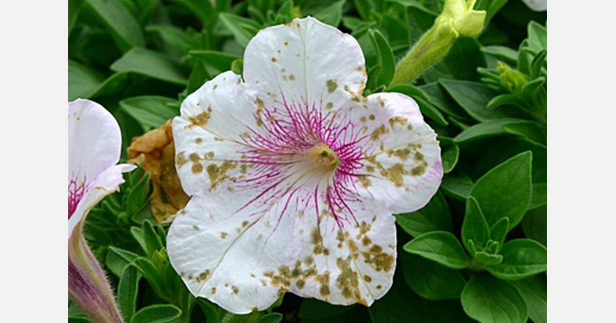 Calcium application method impacts botrytis blight severity on petunia ...