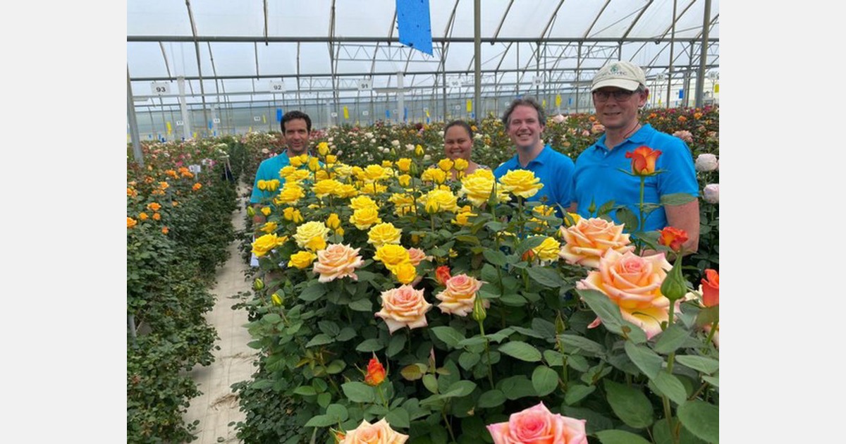 How a rose variety is born….