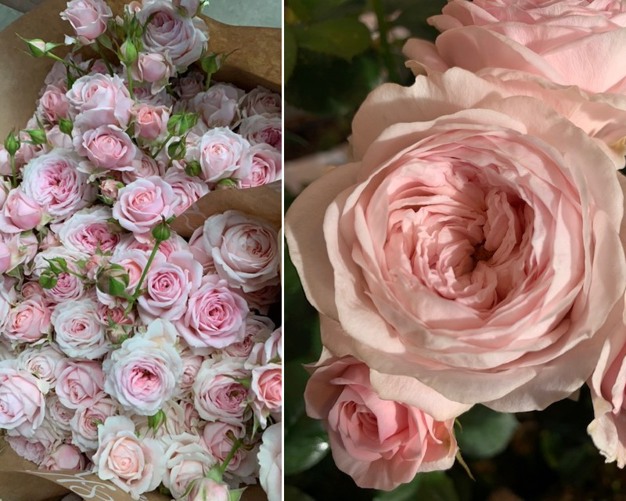 'Garden look' spray roses a welcome addition for Dutch grower