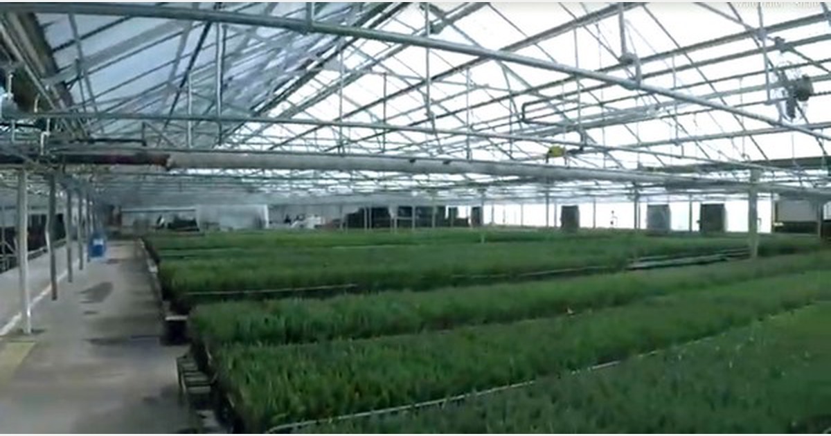 US (MN): Len Busch Roses preparing for spring tulips