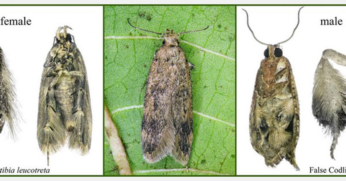 False Codling Moth in roses