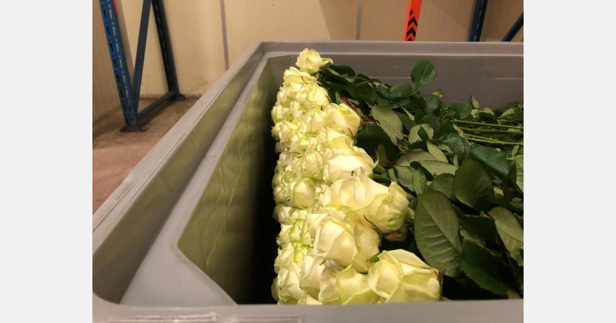 Special storage boxes as a solution to reduce cut flowers waste