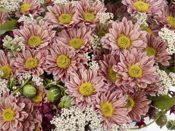 Deliflor introduces Serenity Salmon