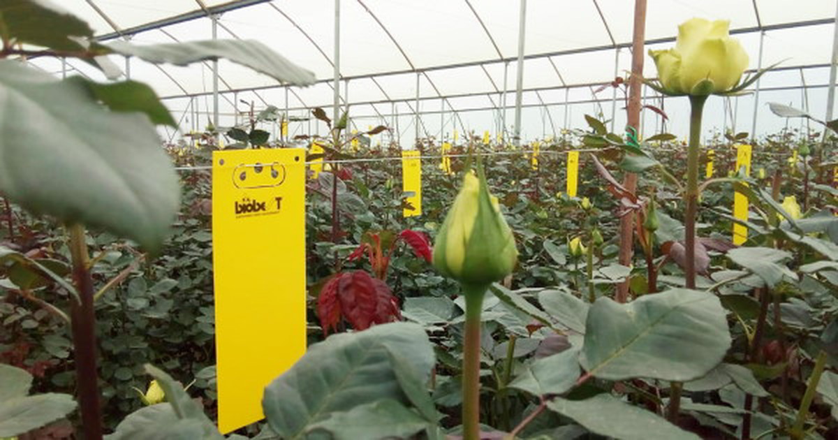 Biobest sticky traps available from Real IPM Kenya