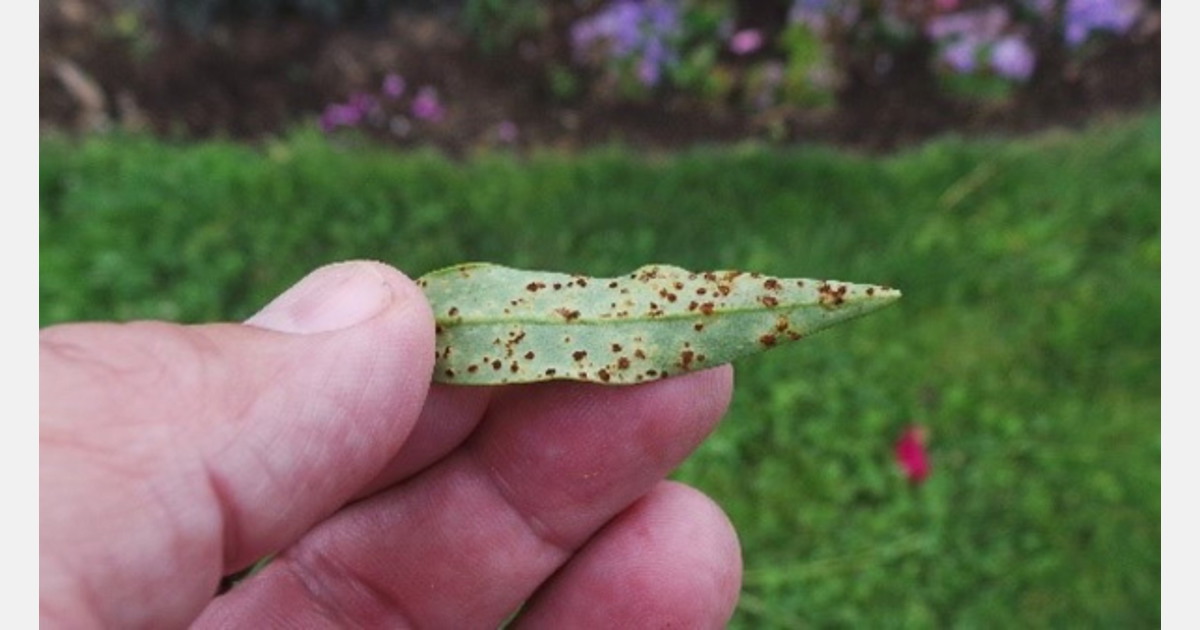 How to deal with snapdragon rust