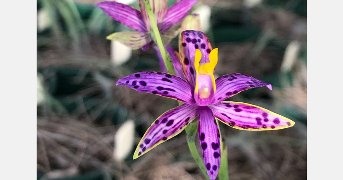 Australian researchers grow endangered native orchid